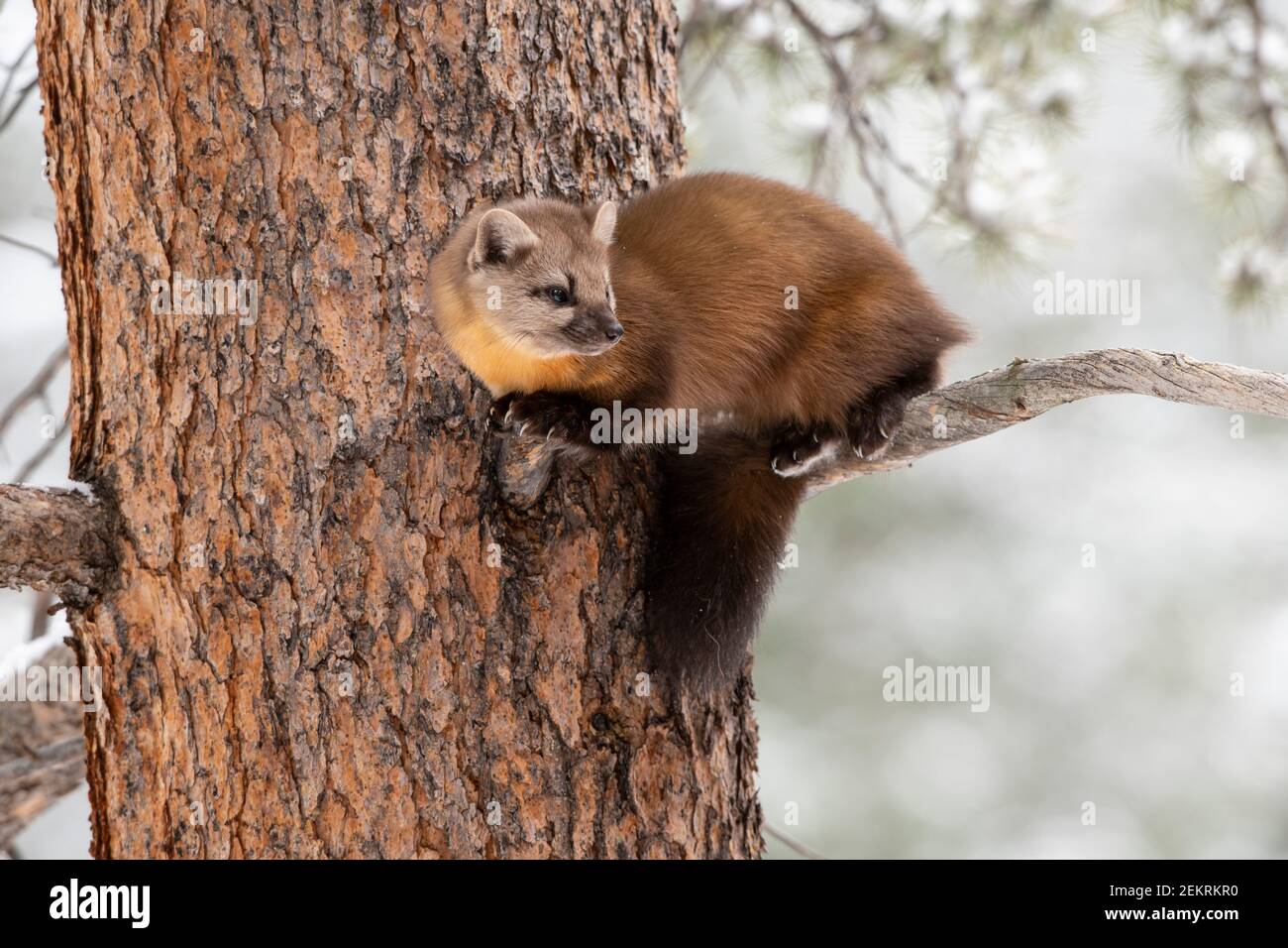 American pine marten, Yellowstone National Park Stock Photo - Alamy