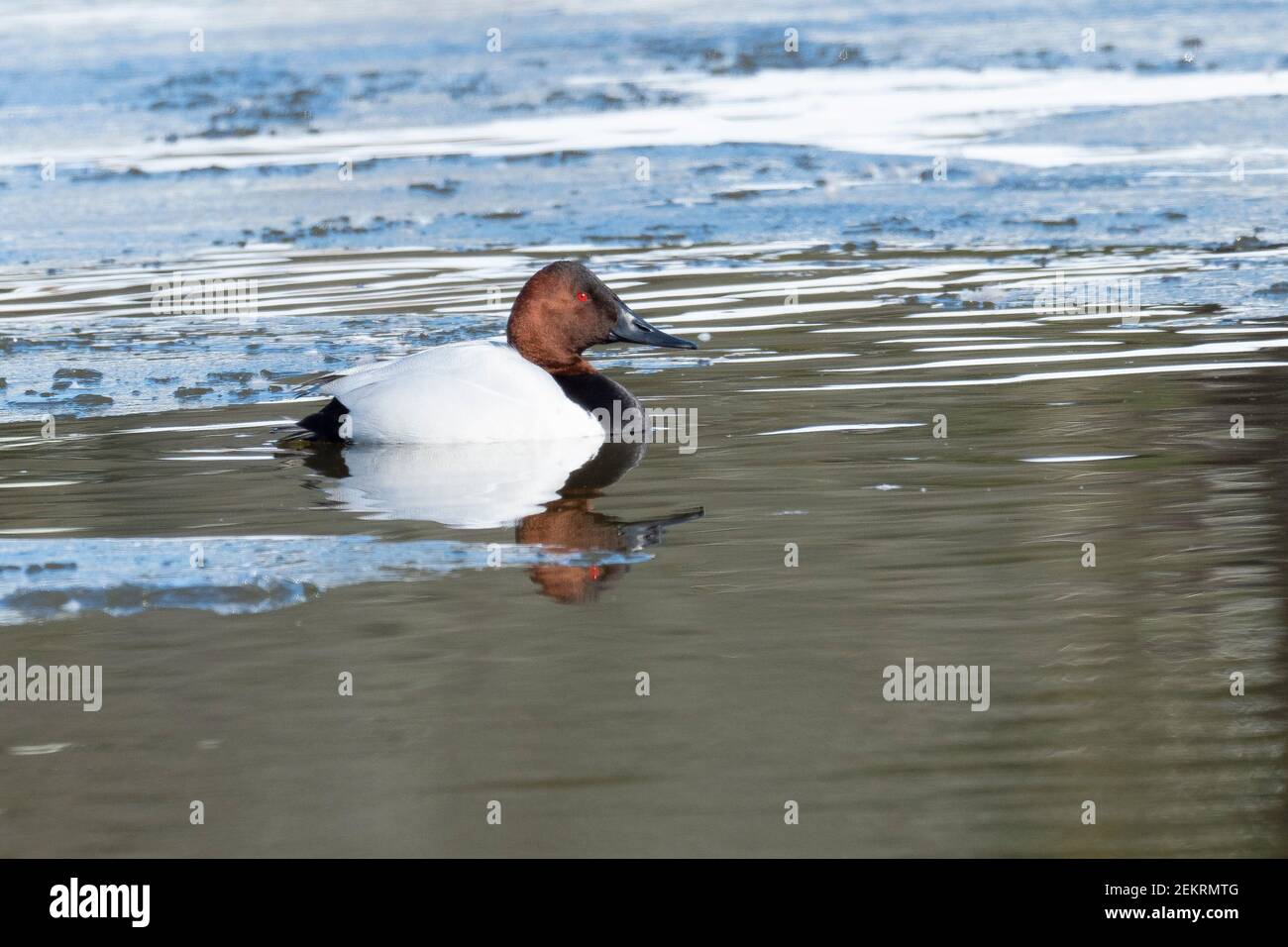 Canvasback aythya valisineria hi-res stock photography and images - Alamy