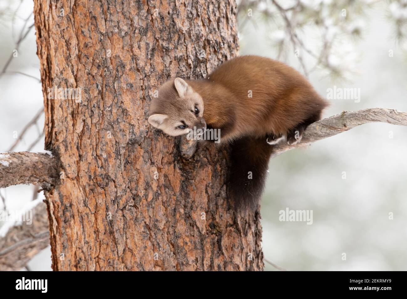 American marten on tree hi-res stock photography and images - Alamy