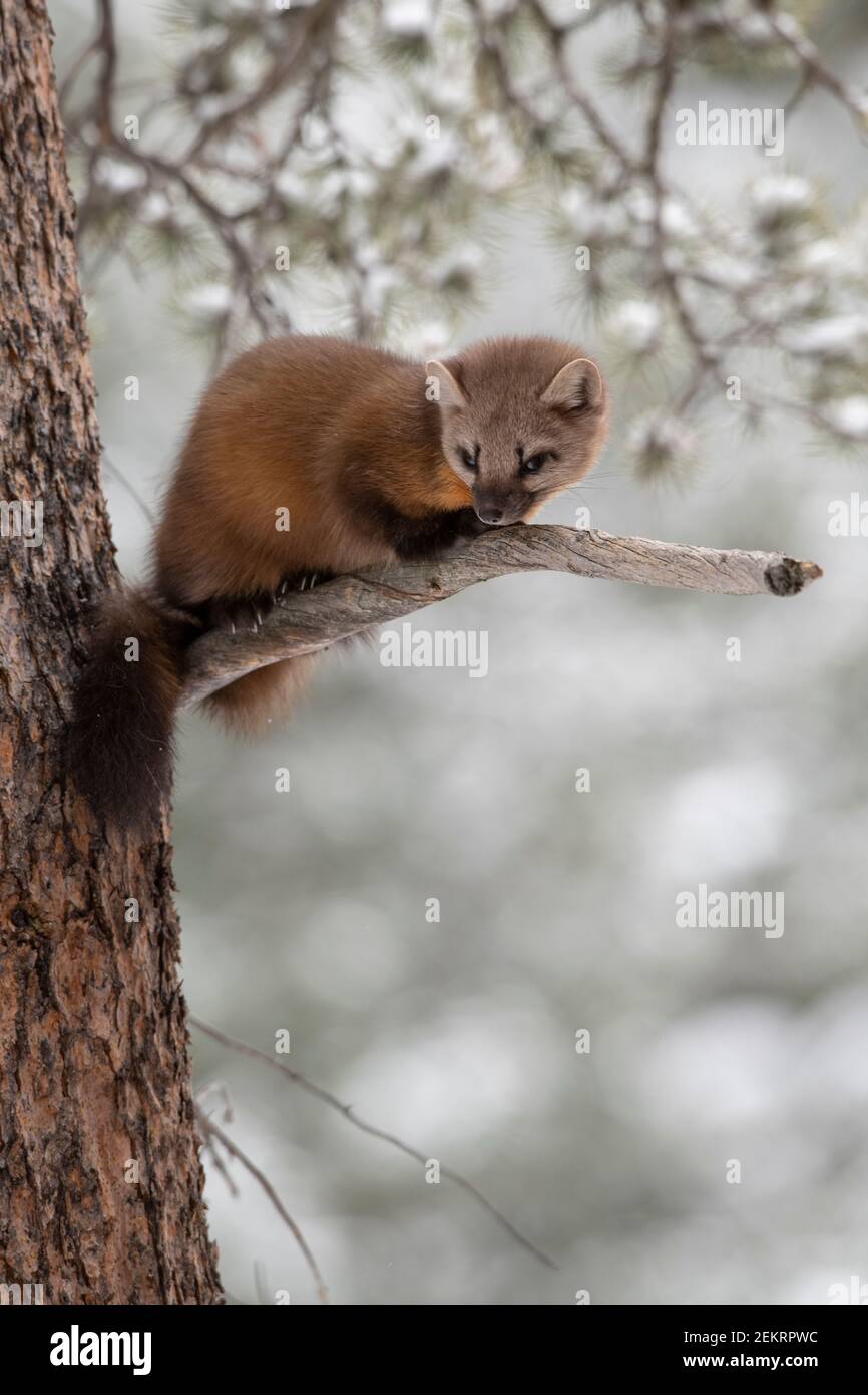 American pine marten, Yellowstone National Park Stock Photo - Alamy
