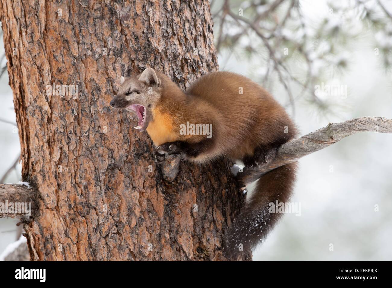 American pine marten, Yellowstone National Park Stock Photo - Alamy
