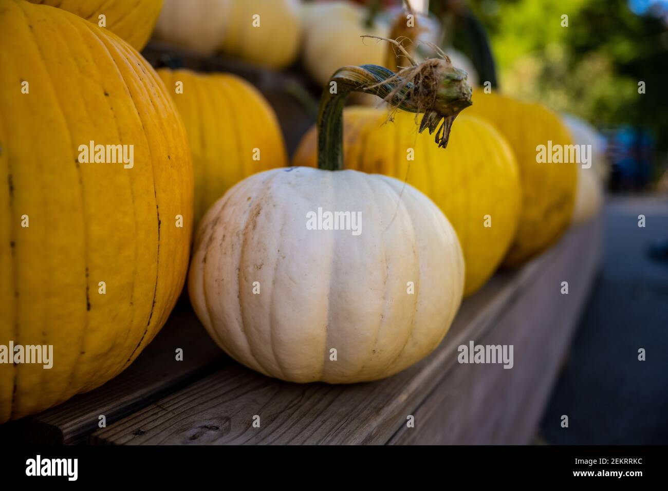White Pumpkin in row of Yellow Pumpkins in outdoor market Stock Photo ...