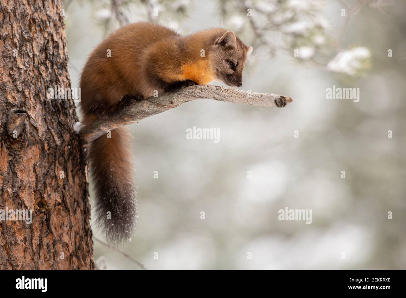 American pine marten on branch hi-res stock photography and images - Alamy
