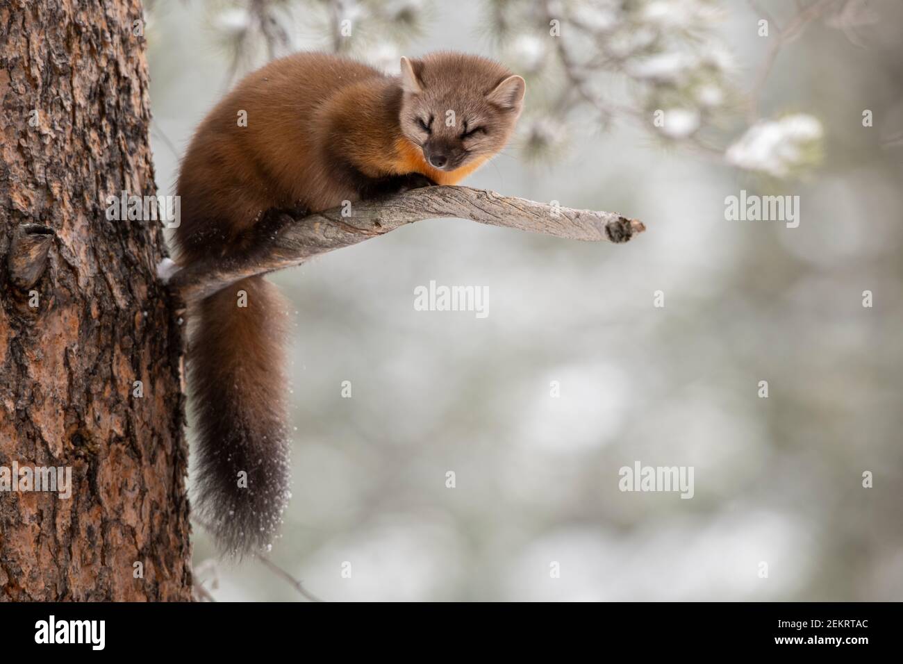 American pine marten on branch hi-res stock photography and images - Alamy