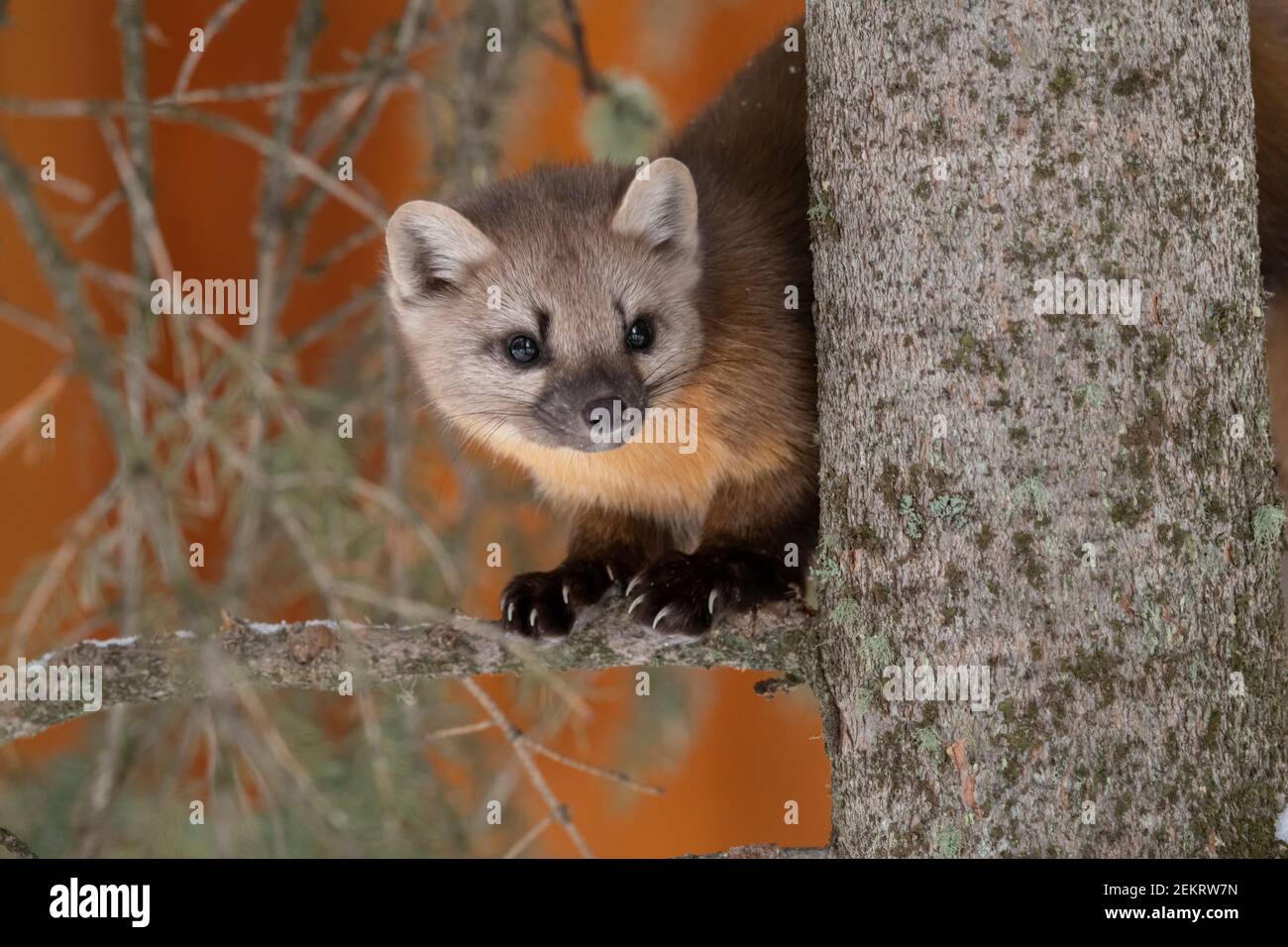 American marten on tree hi-res stock photography and images - Alamy