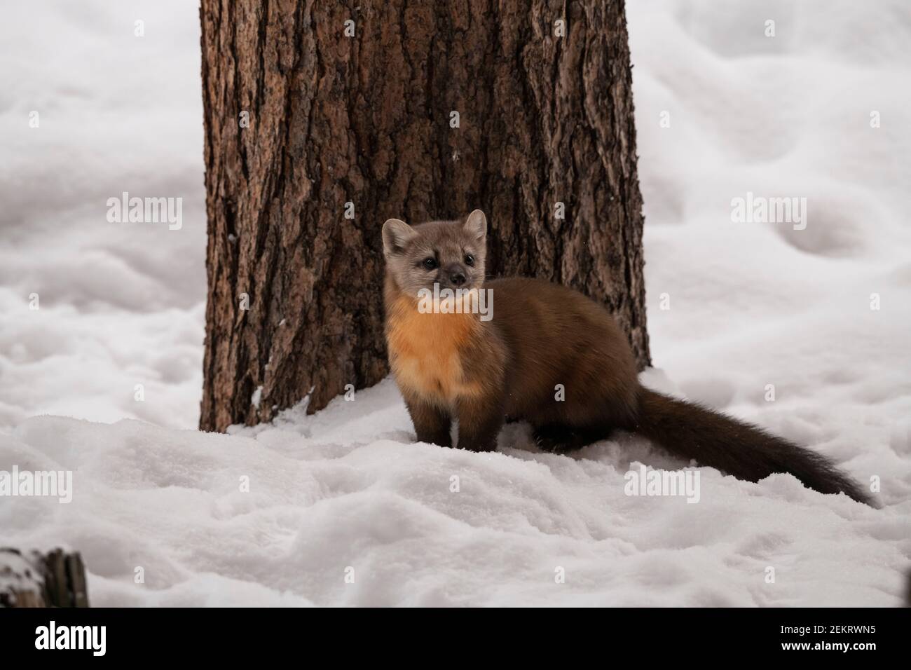 American marten pine marten martes americana hi-res stock photography ...