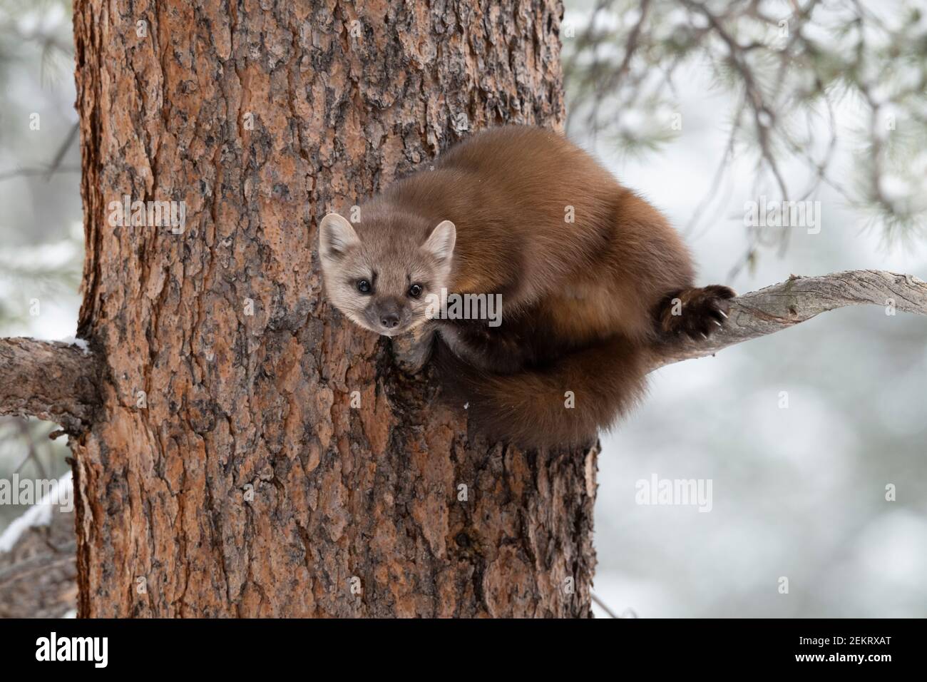 American Marten On Tree High Resolution Stock Photography and Images ...