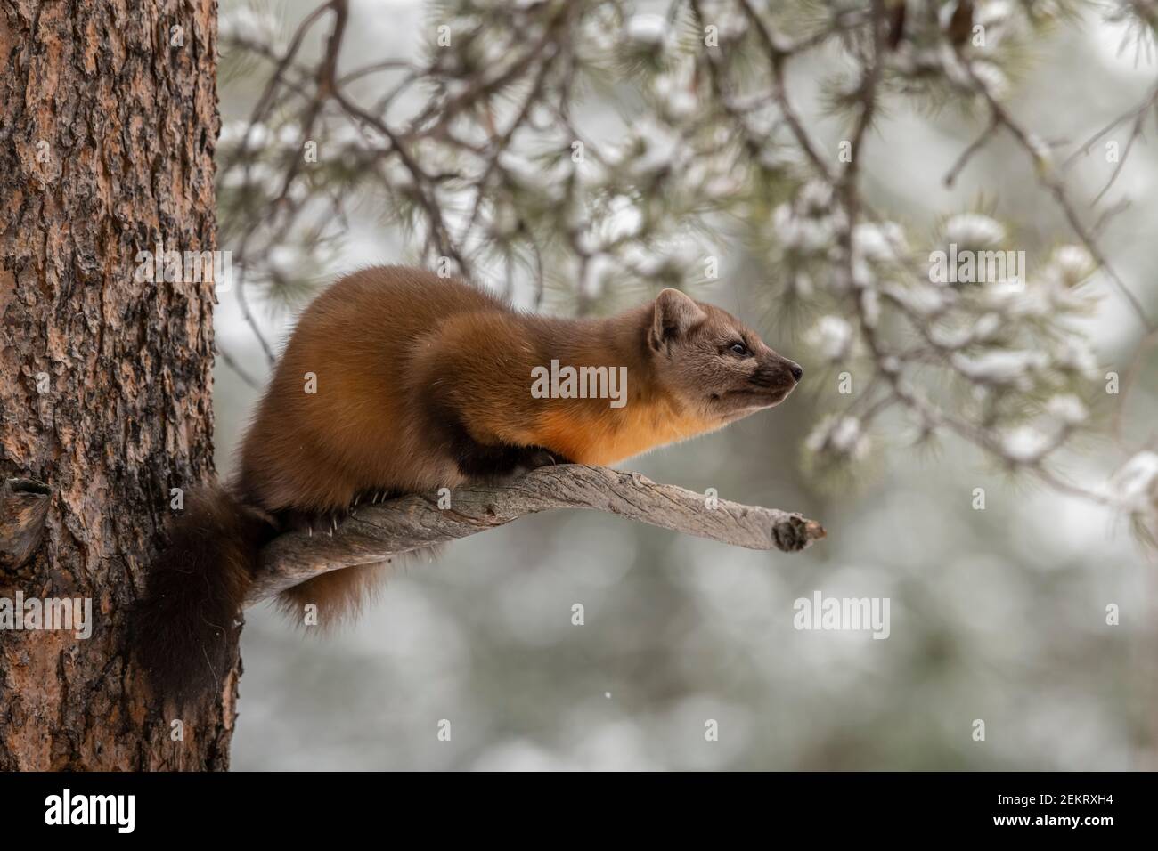 American pine marten hi-res stock photography and images - Alamy