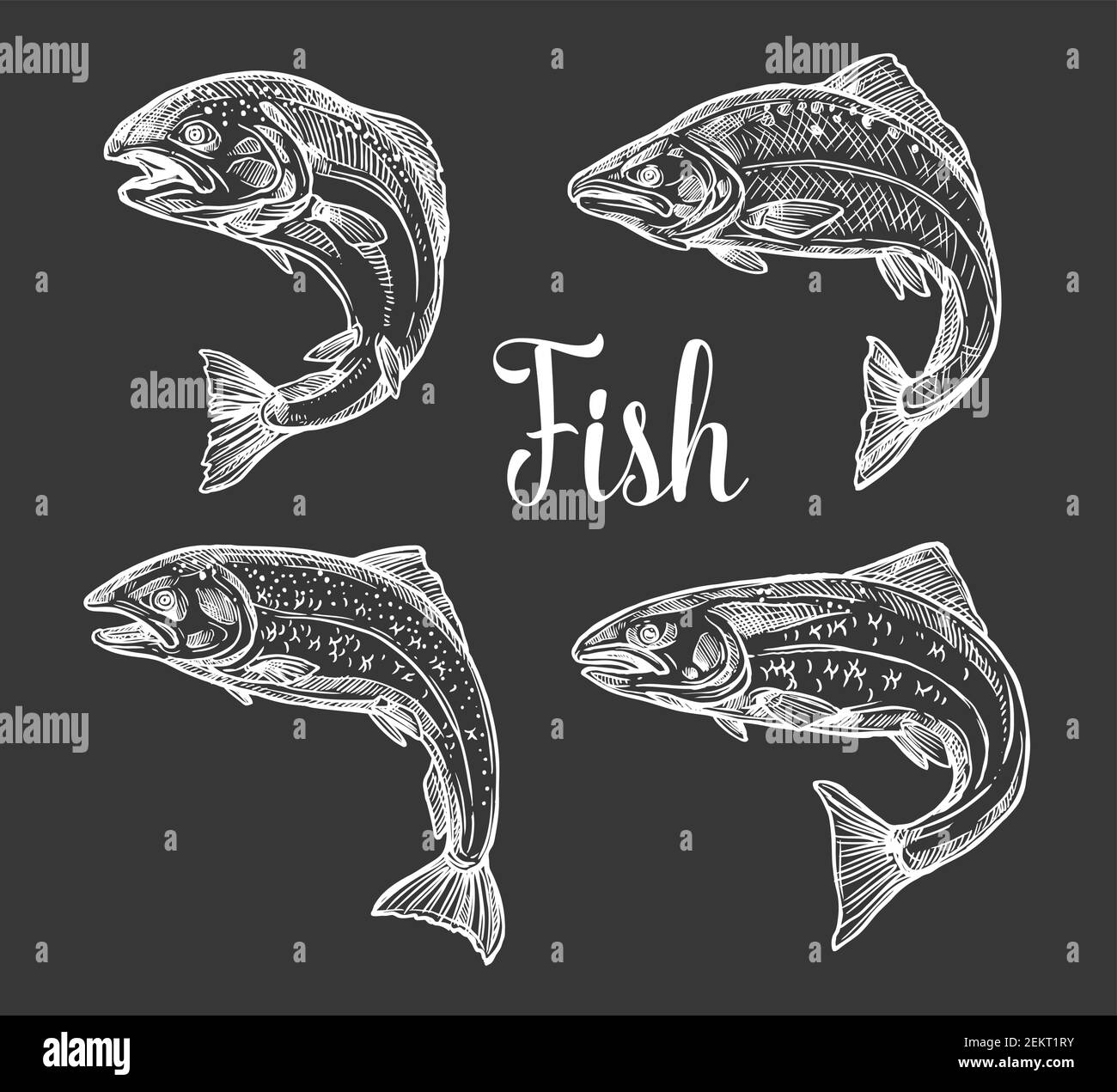Trout and salmon fish monochrome sketches on chalkboard. Vector ...