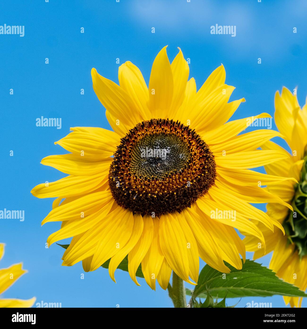 Giant sunflower hi-res stock photography and images - Alamy
