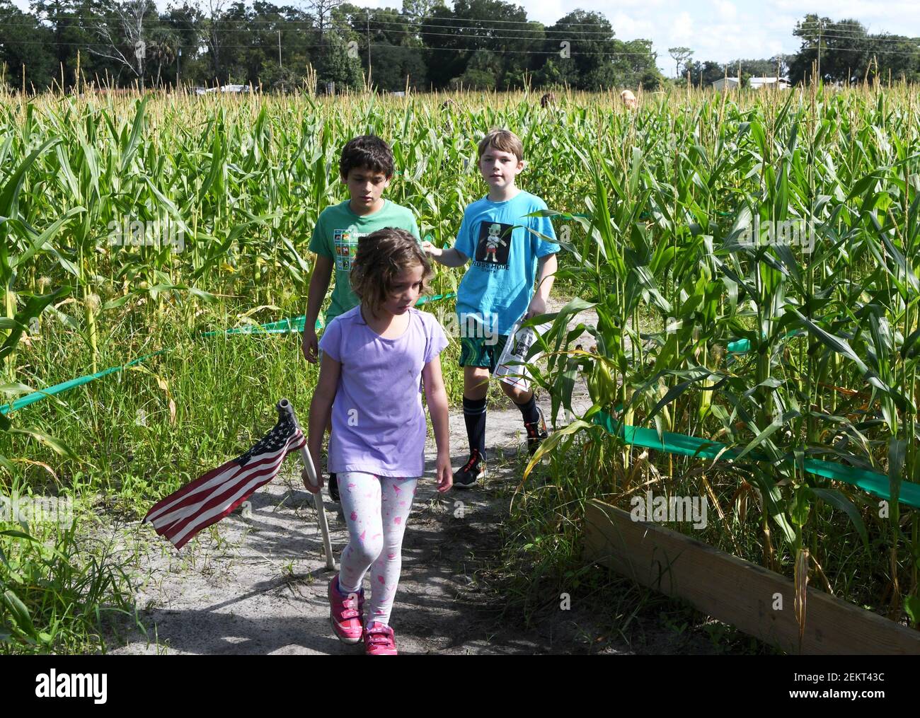 Children navigating the annual fall corn maze at Long and Scott Farms ...