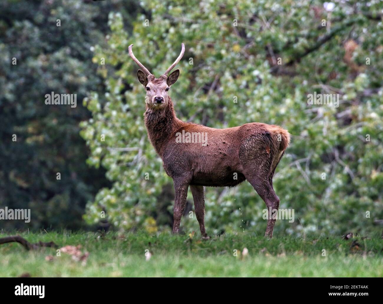 A red deer stag stands proudly at Woburn Deer Park in Bedfordshire at ...