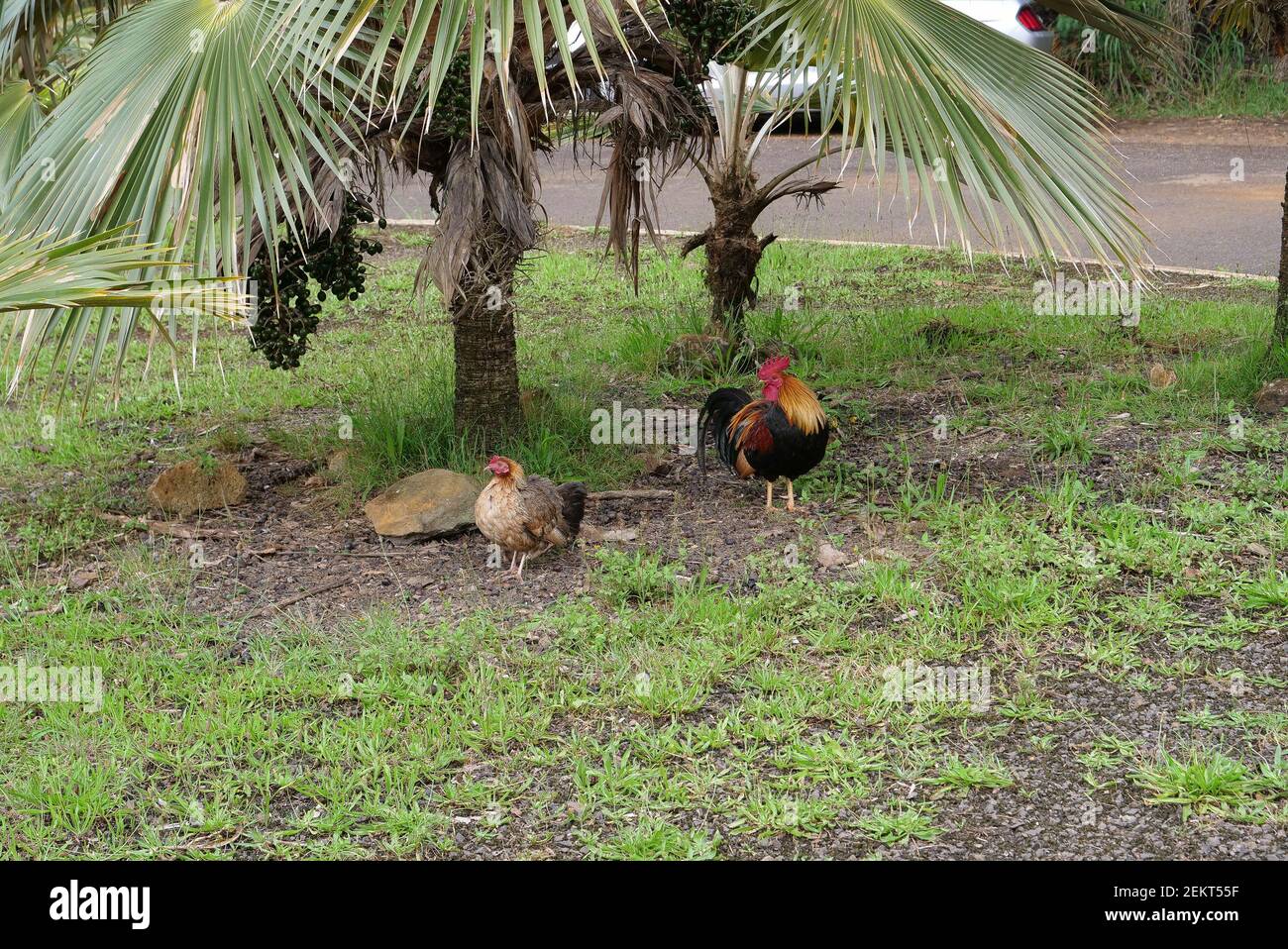 Rooster and hen on the Island of Oahu, Hawaii Stock Photo - Alamy