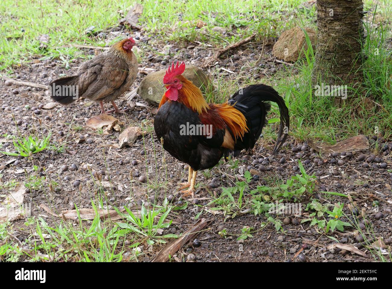 Rooster and hen on the Island of Oahu, Hawaii Stock Photo - Alamy