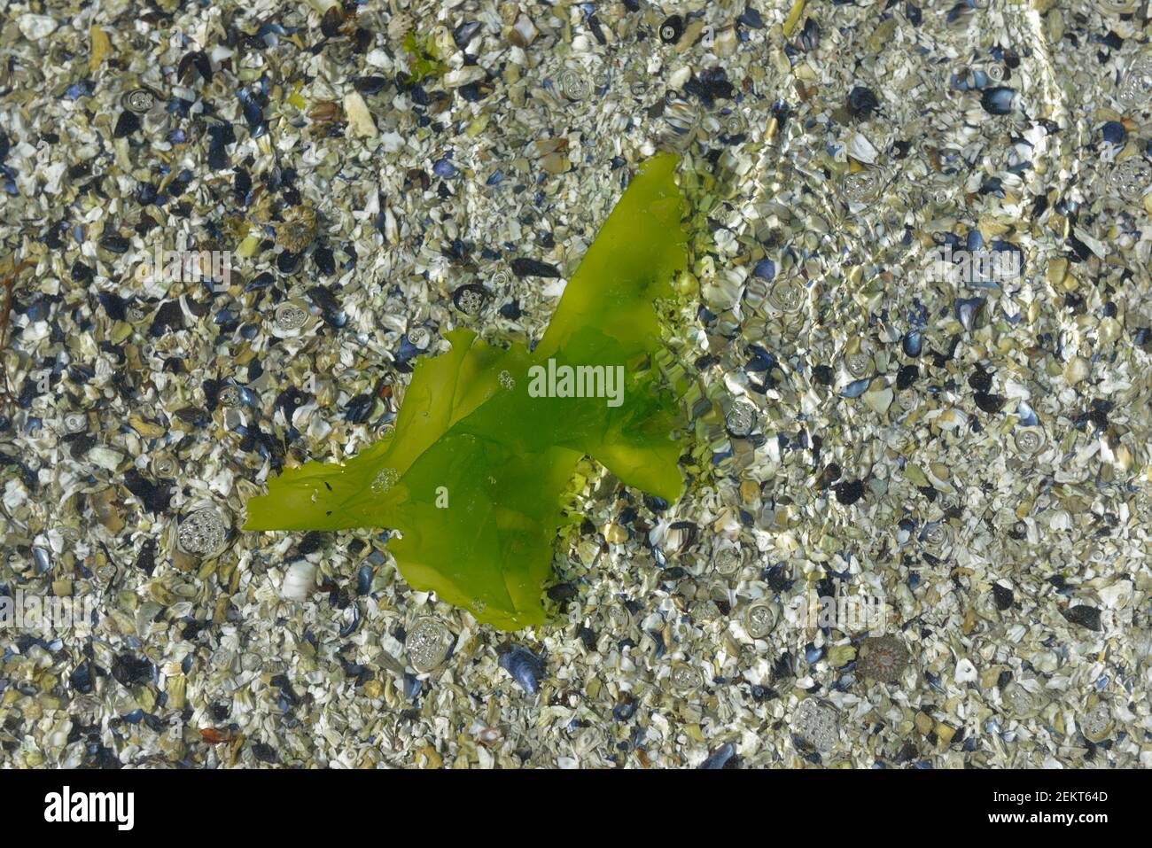 Seaweed floating in the ocean, Russell Island, British Columbia, Canada ...
