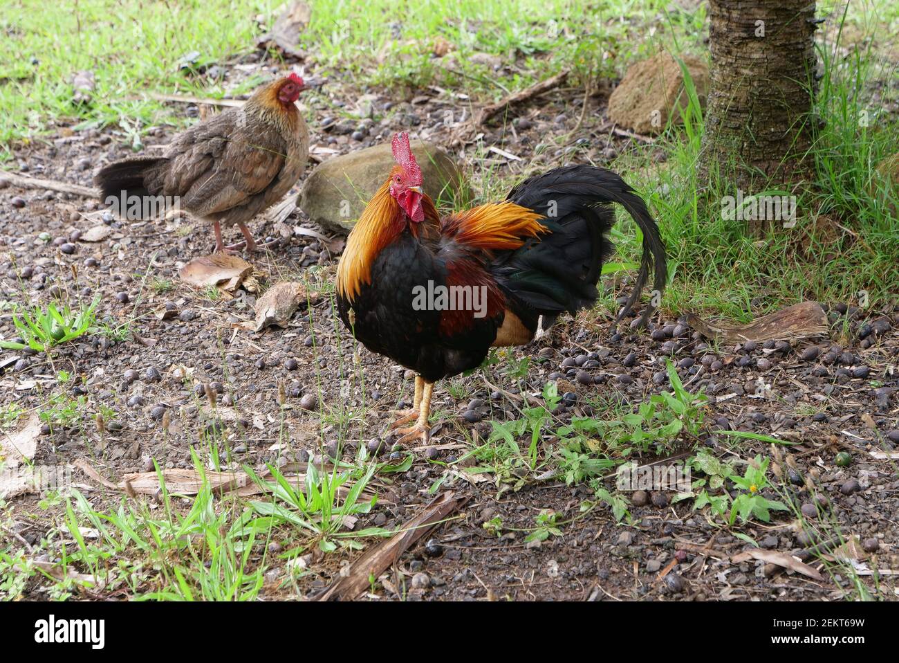 Rooster and hen on the Island of Oahu, Hawaii Stock Photo - Alamy