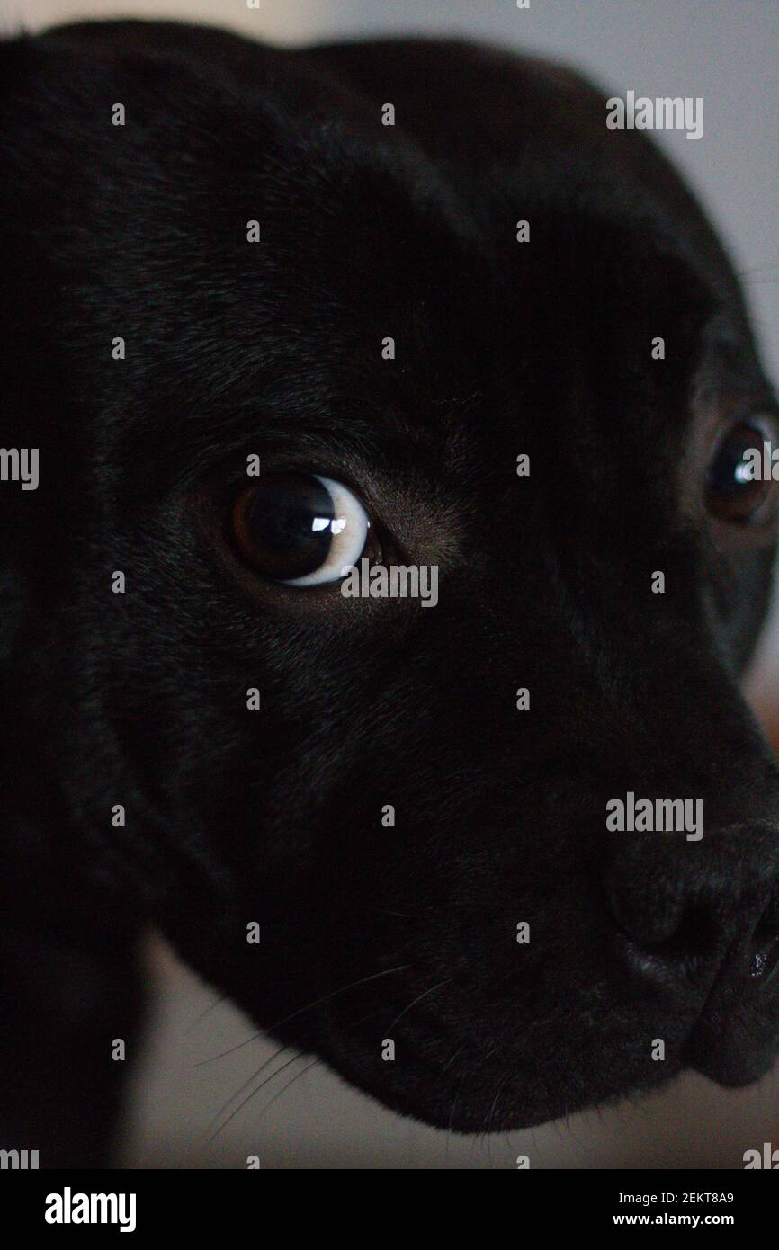 Seal Look Alike Stock Photo - Alamy