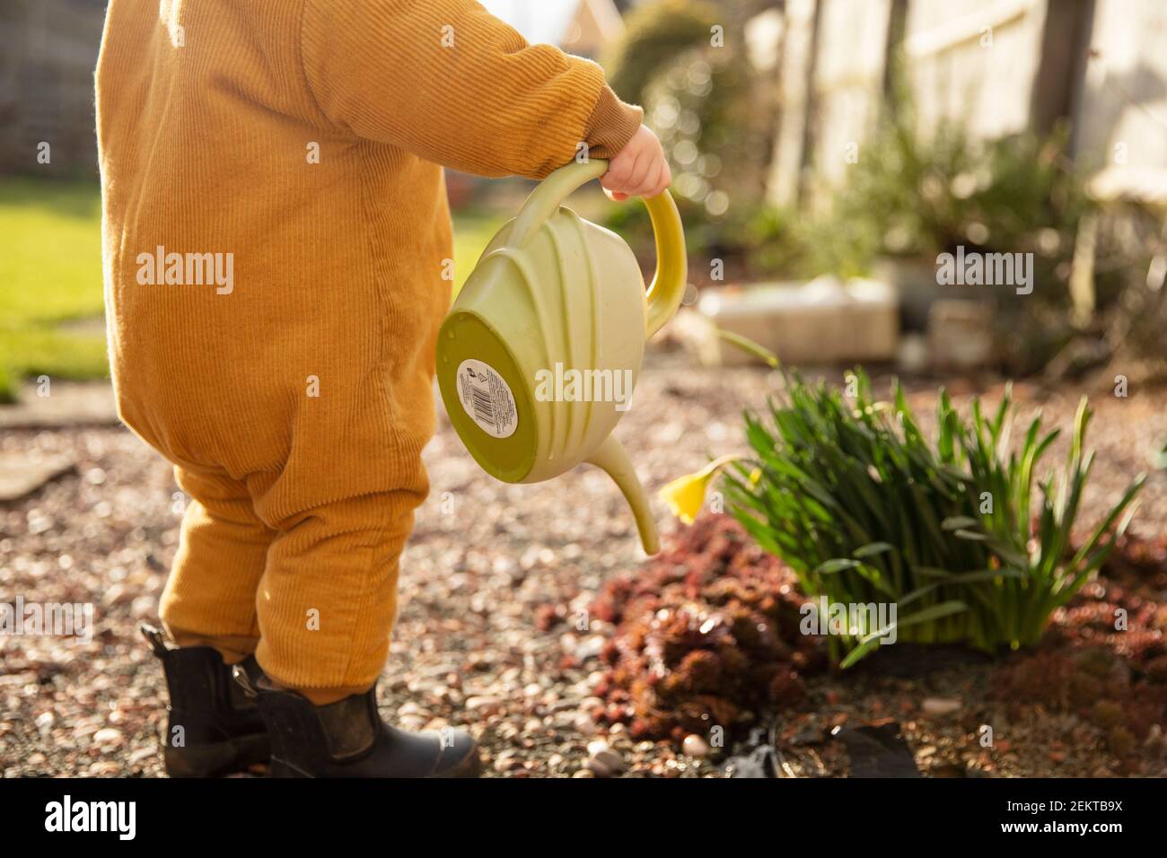 A young child helping out in the garden watering plants with a watering ...