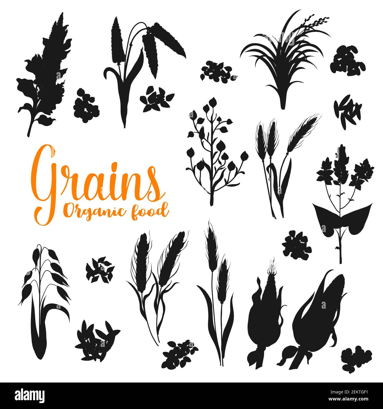 Grains, monochrome cereals. Vector silhouettes of rye and wheat ears ...