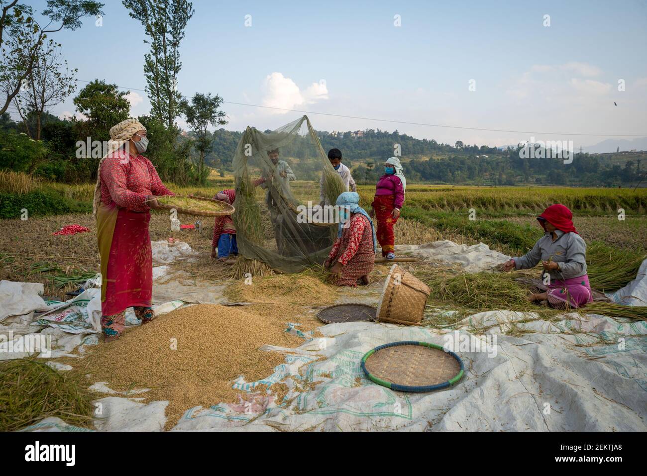 Farmers use traditional threshing method of sorting rice seeds in a ...