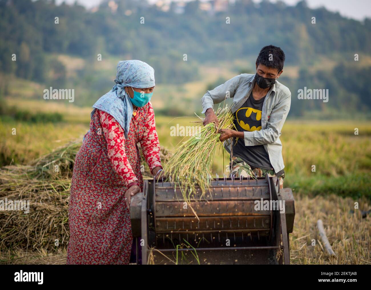 Farmers separates rice from the husk using traditional foot pedal ...