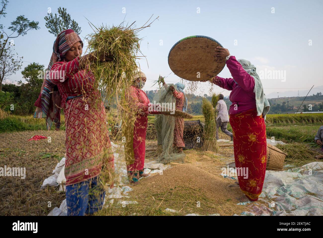 Farmers use traditional threshing method of sorting rice seeds in a ...