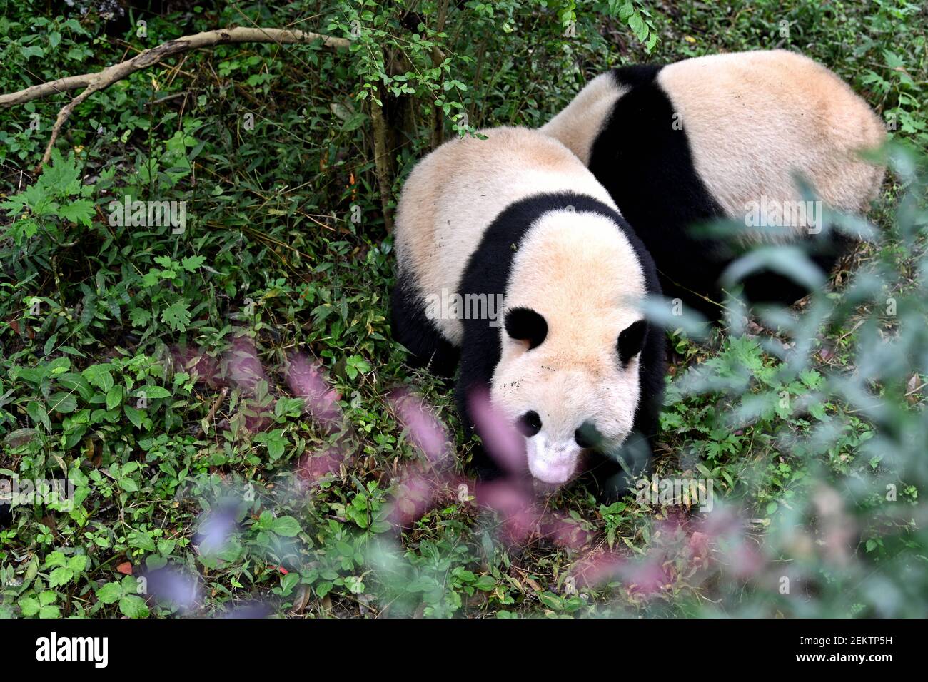 Pandas play at the Chengdu Research Base of Giant Panda Breeding in ...