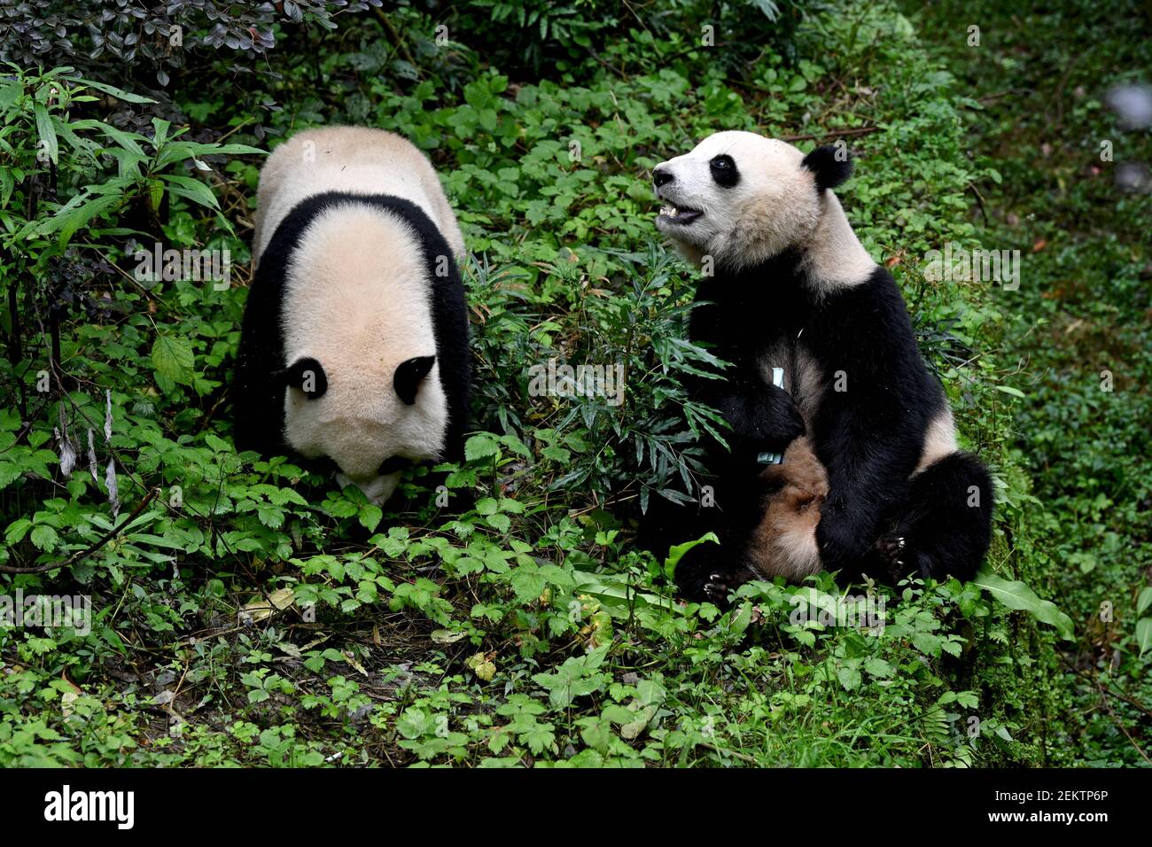 Pandas play at the Chengdu Research Base of Giant Panda Breeding in ...