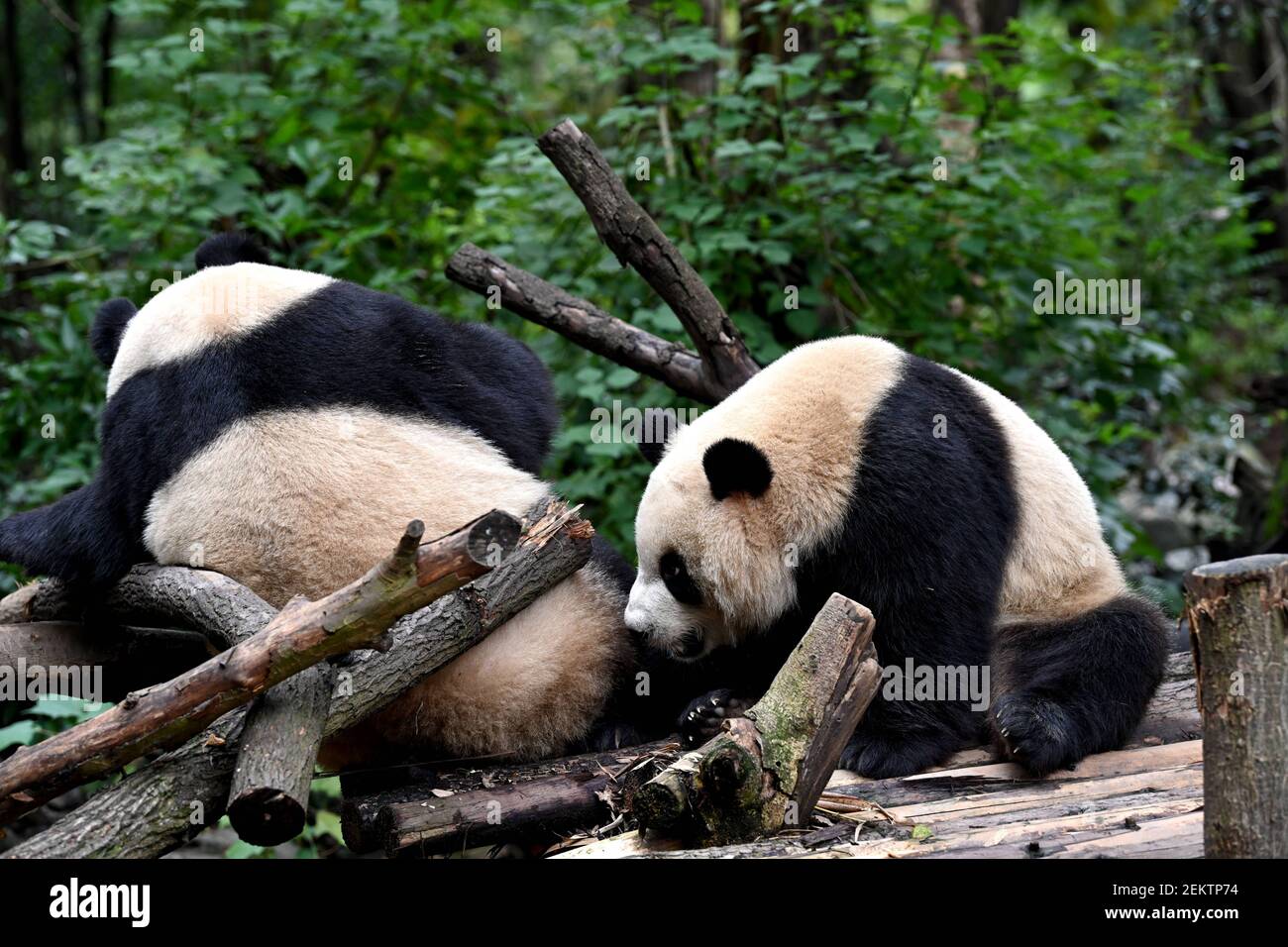 Pandas play at the Chengdu Research Base of Giant Panda Breeding in ...
