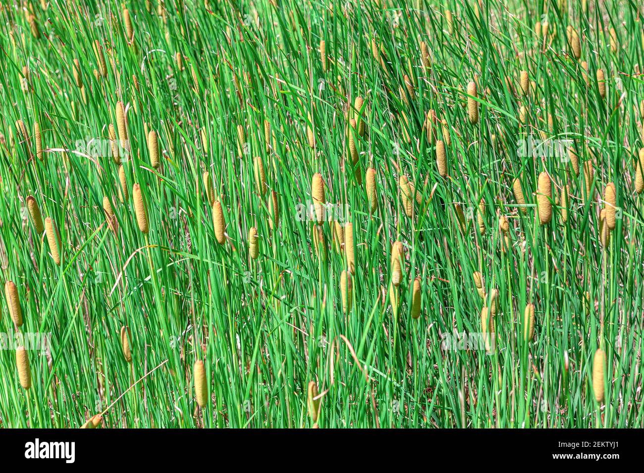 Reed plants background . Swamp green nature Stock Photo - Alamy