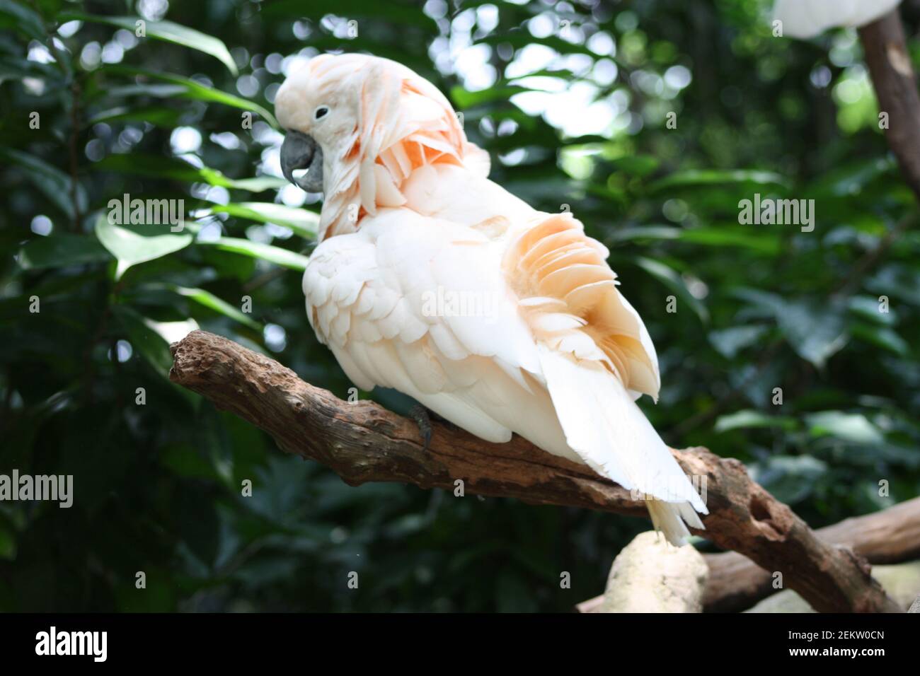 rare color parrot Stock Photo - Alamy