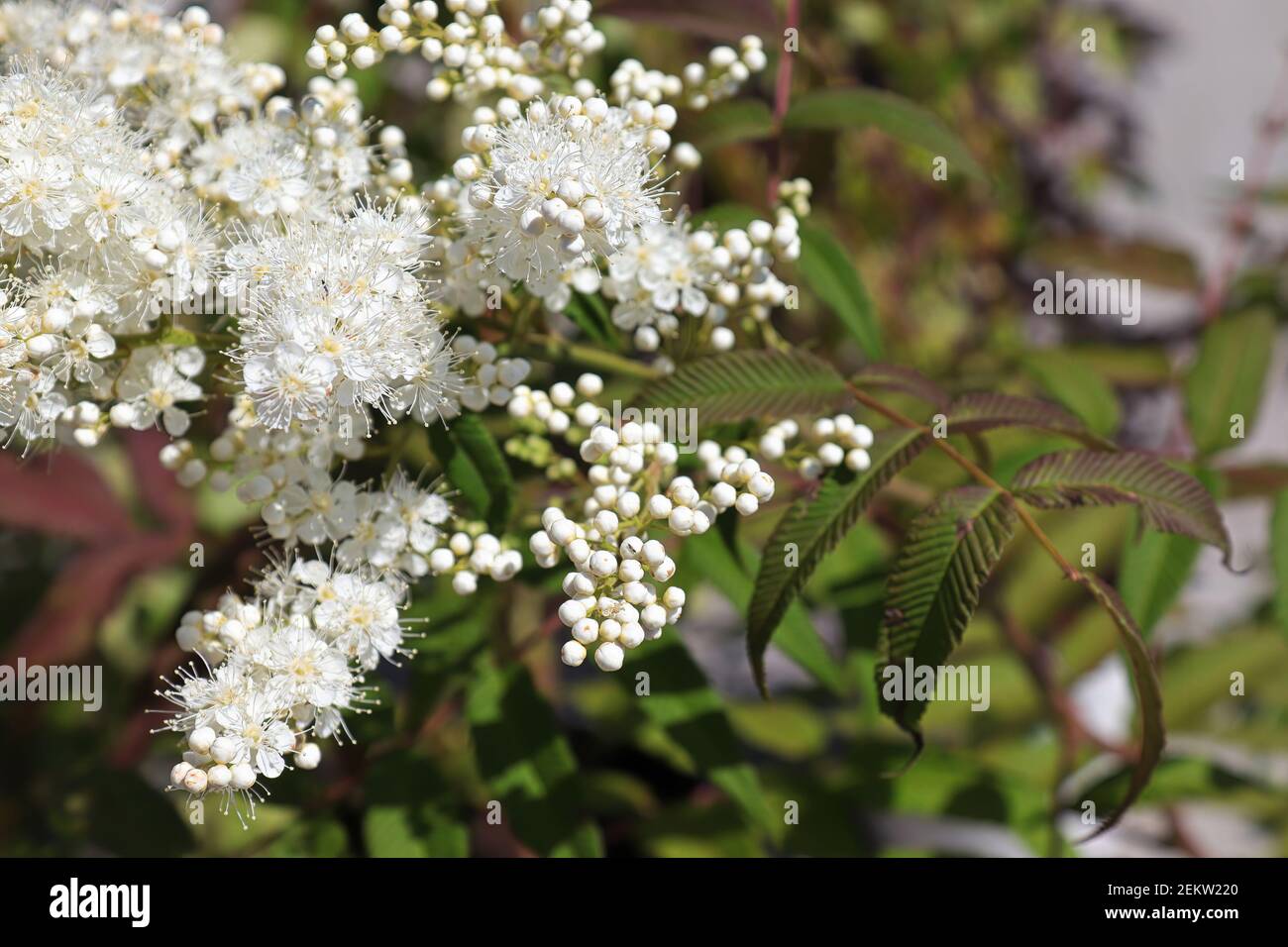 False spirea hi-res stock photography and images - Alamy