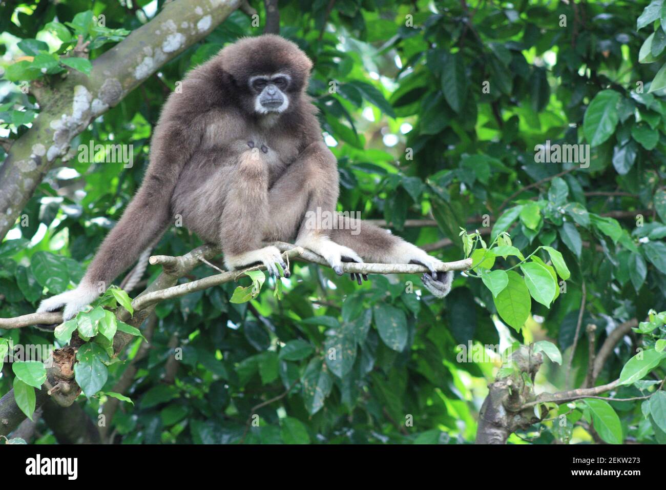 Monkey stay on tree hi-res stock photography and images - Alamy