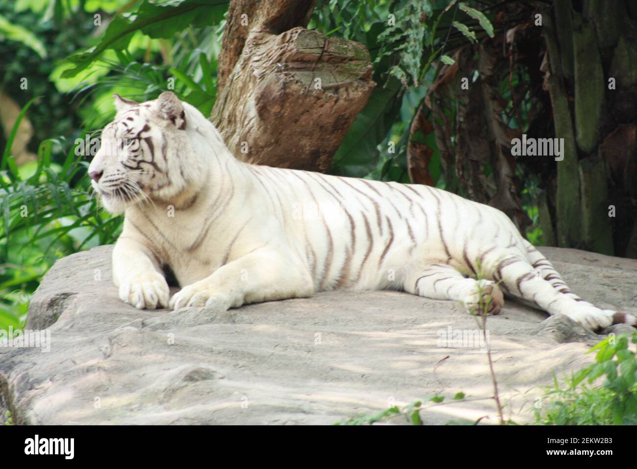 Tiger resting under tree hi-res stock photography and images - Alamy