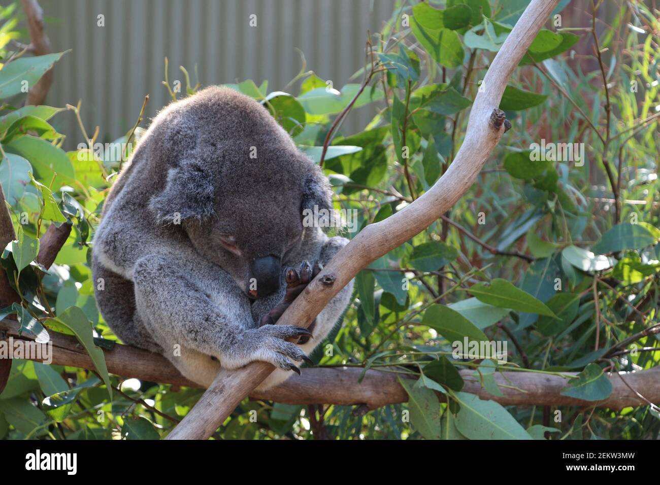 Good night koala hi-res stock photography and images - Alamy