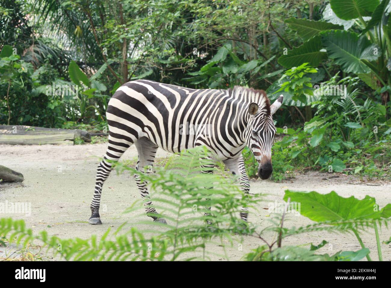 Zebra with stripe Stock Photo - Alamy