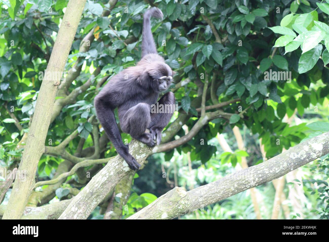 Shiny Black Monkeys Stock Photo - Alamy