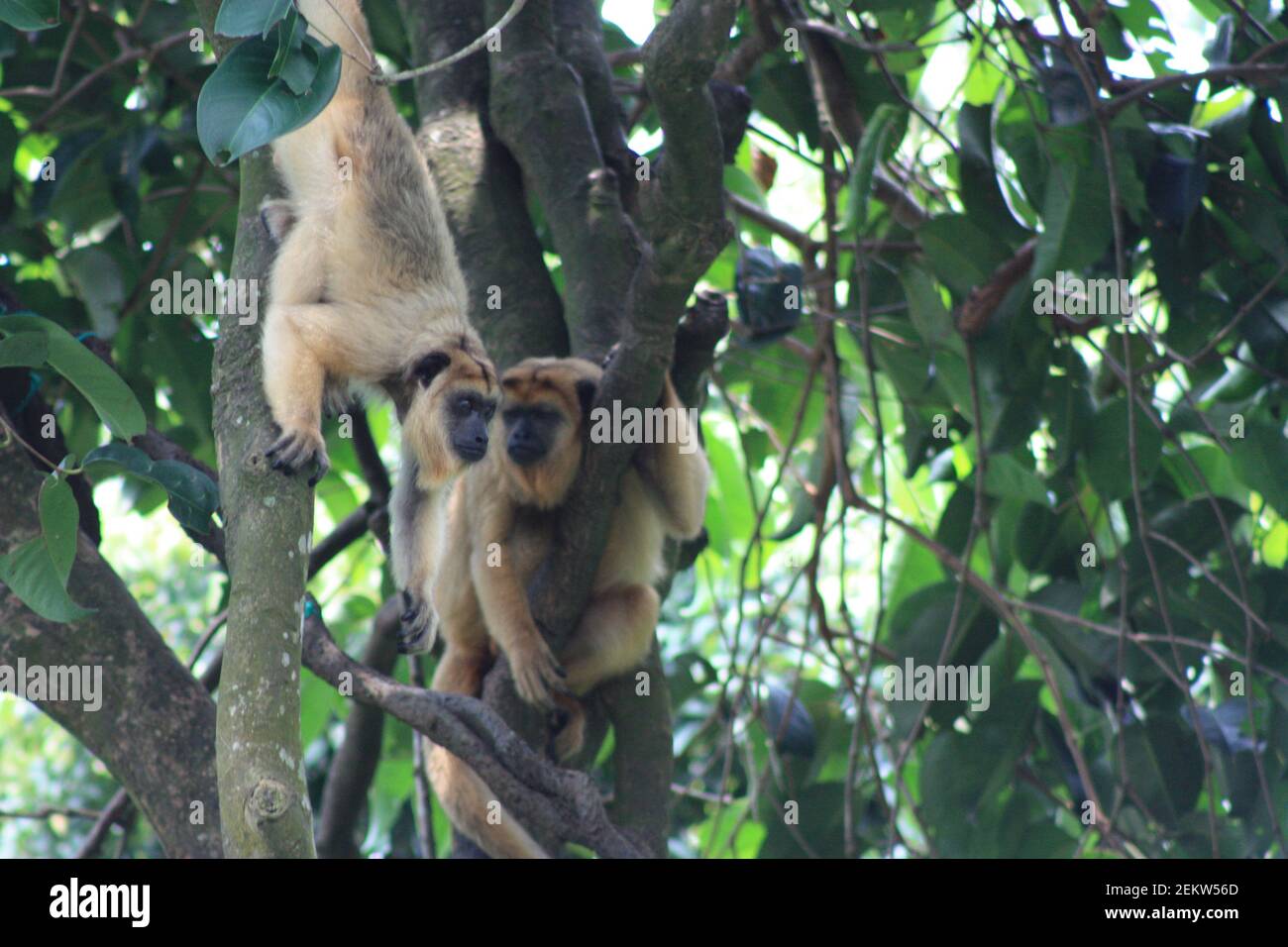 Golden monkey images hi-res stock photography and images - Alamy