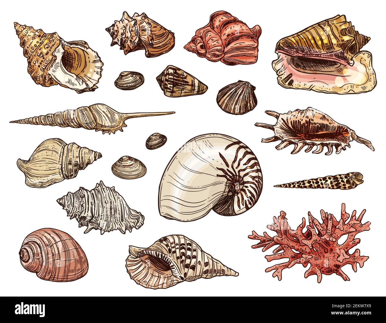 Beach Seashells Drawings