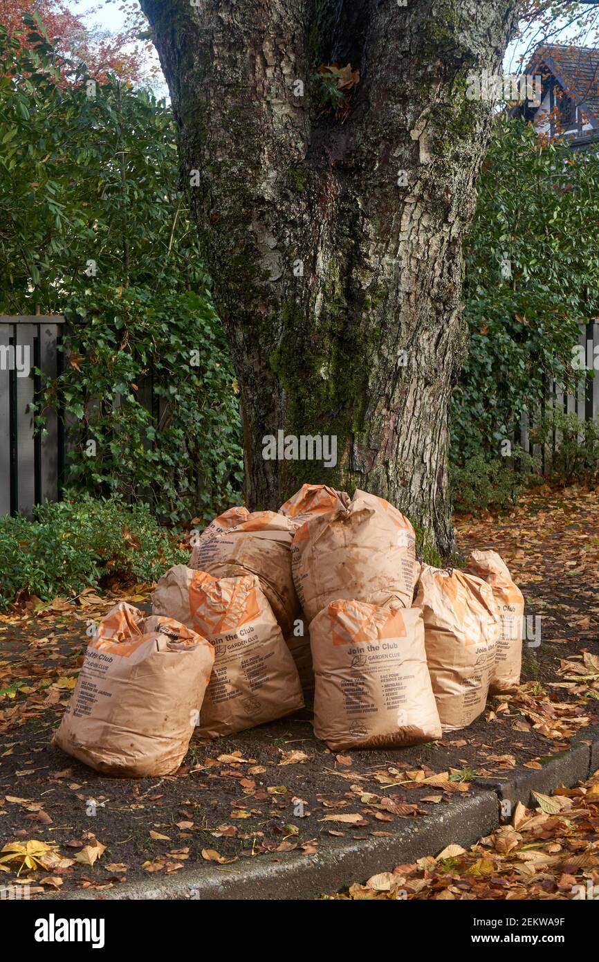 Compostable leaf collection bags sitting on the sidewalk in the fall ...