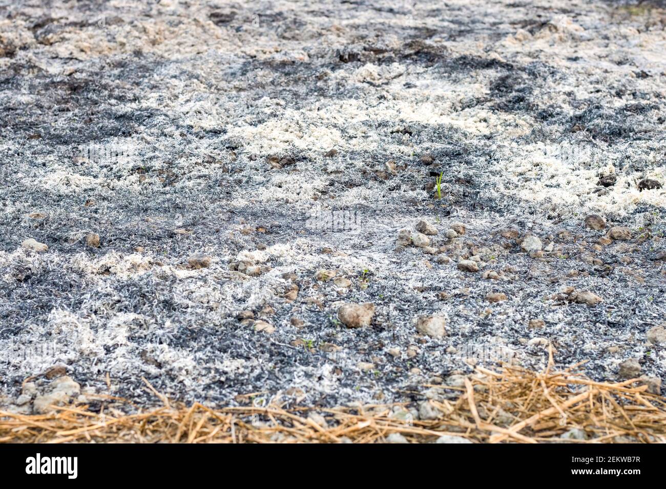 Burnt straw ash on an agriculture field Stock Photo - Alamy