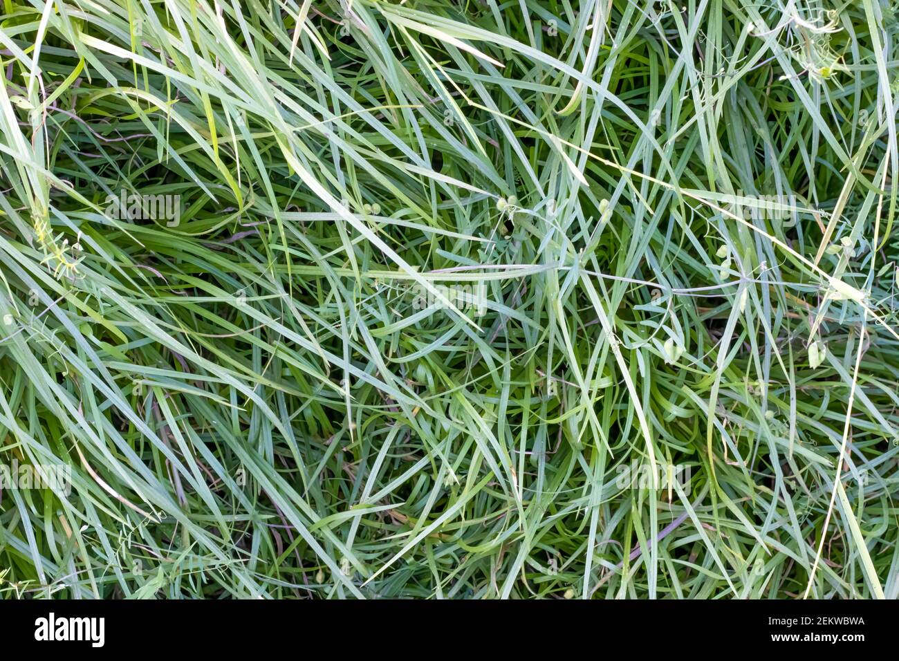 Green grasses close up background Stock Photo - Alamy