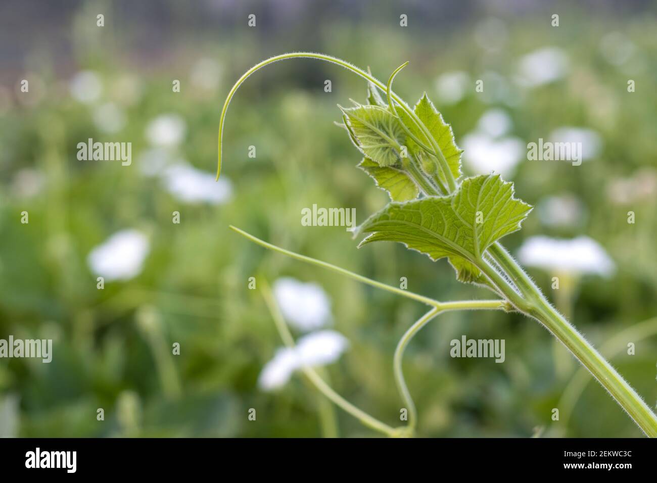 Growing bottle gourd green branch inside of an agriculture farm Stock ...