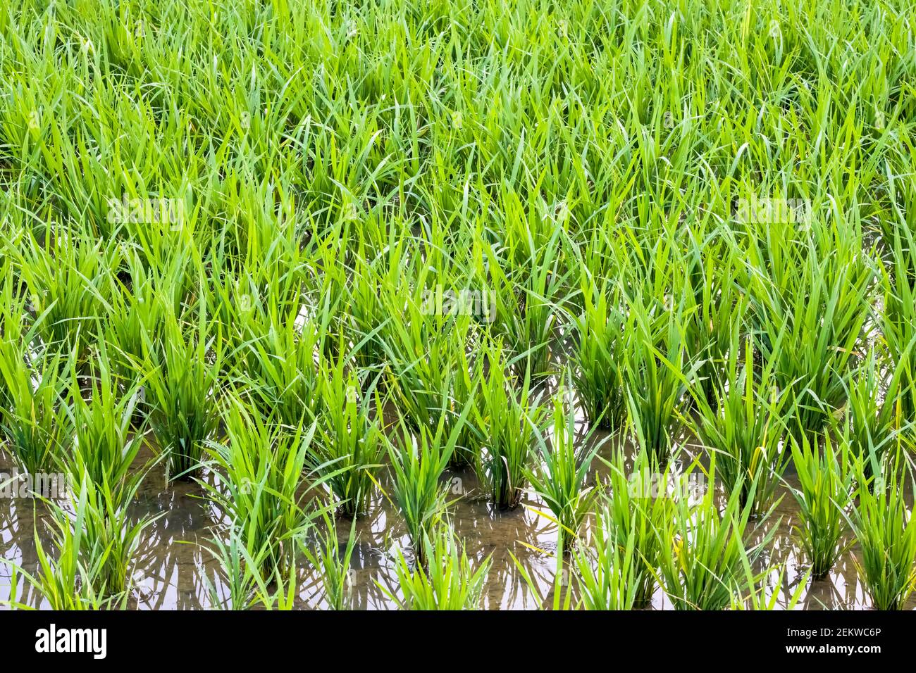 Growing green rice tree in the agriculture farm on water Stock Photo ...