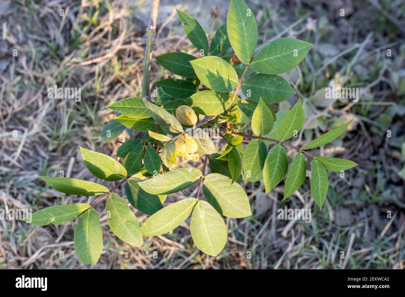 Growing green tree top view close up Stock Photo - Alamy