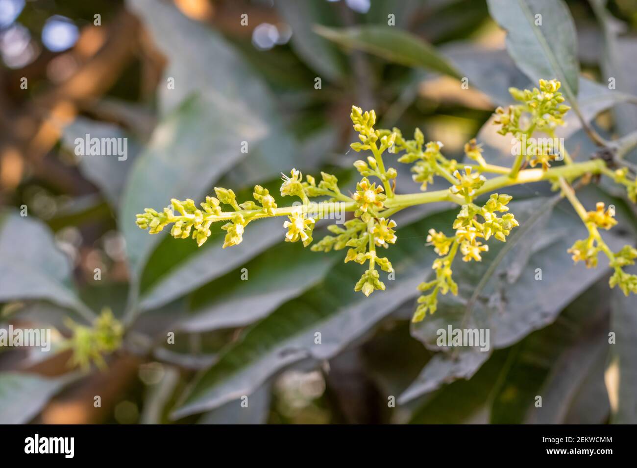 Mango flowers close up view in a farm Stock Photo - Alamy