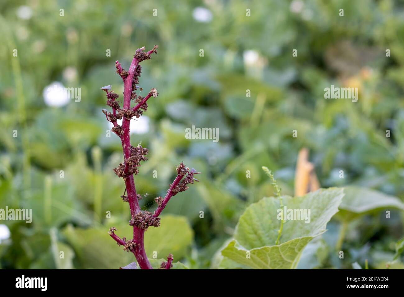 Old red stem amaranth in the agriculture field close up Stock Photo - Alamy