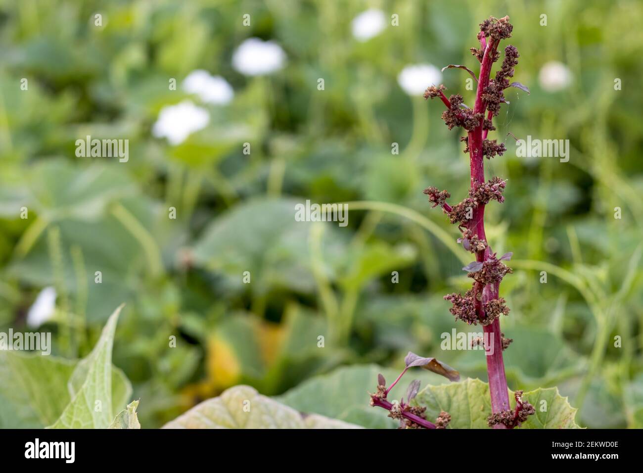 Red stem amaranth in the agriculture field with green bokeh background ...