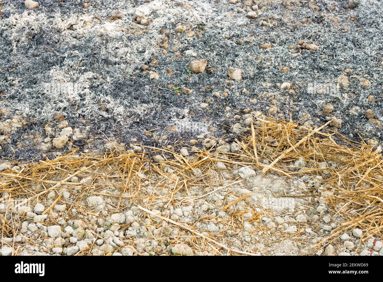 Sprinkle ash of burnt straw on agriculture field used to fertilize the ...