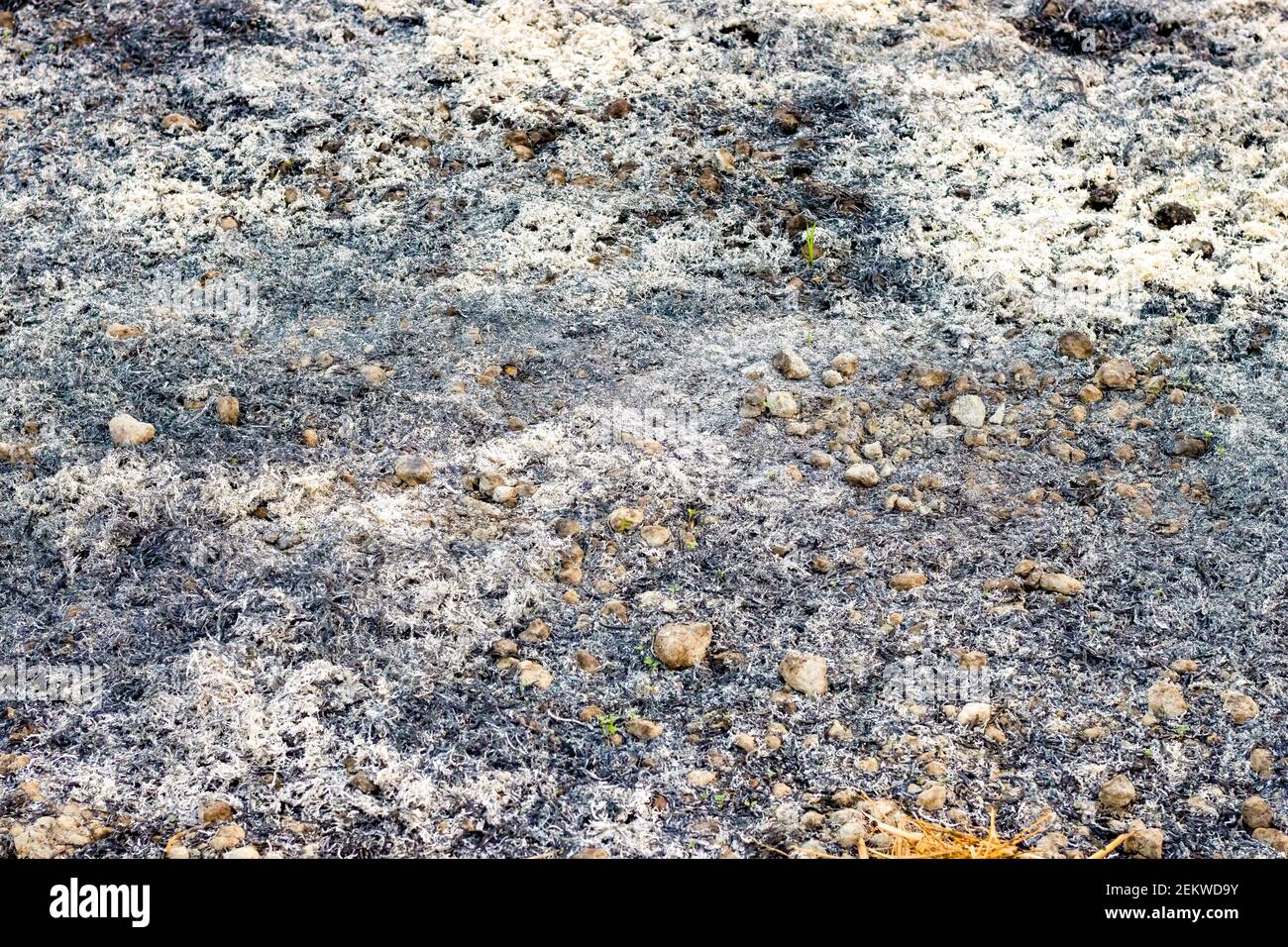 Sprinkled ash in an agricultural field used to fertilize the soil Stock ...